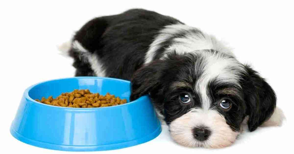 La gente no sabe dar de comer a sus mascotas.